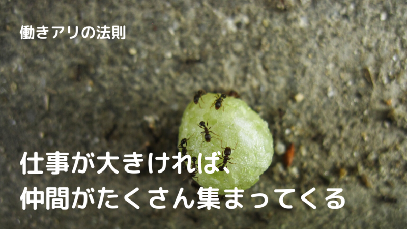 日々の法則222 働きアリの法則 – サーバント・スタイル